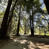 Pine Ridge and Post Creek Trail, California - 366 Reviews, Map | AllTrails