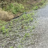 Conewago Recreational Trail, Pennsylvania - 751 Reviews, Map | AllTrails