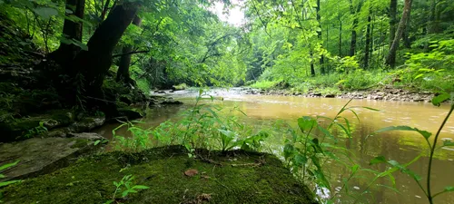 Best Hikes and Trails in Green's Bluff Nature Preserve | AllTrails