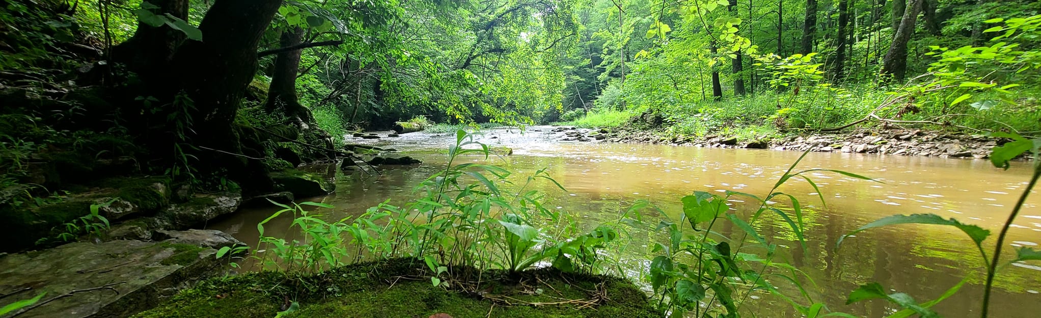 Green’s Bluff North Loop Trail, Indiana - 242 Reviews, Map | AllTrails