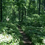 Albright Loop via the Appalachian Trail, Virginia - 693 Reviews, Map ...