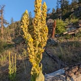 Painted Rocks Nature Trail, Washington - 715 Reviews, Map | AllTrails