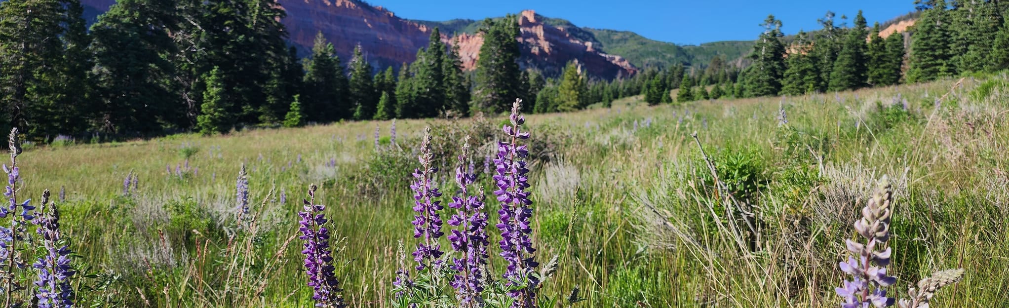 Rattlesnake Creek Trail: 261 foto - Utah | AllTrails