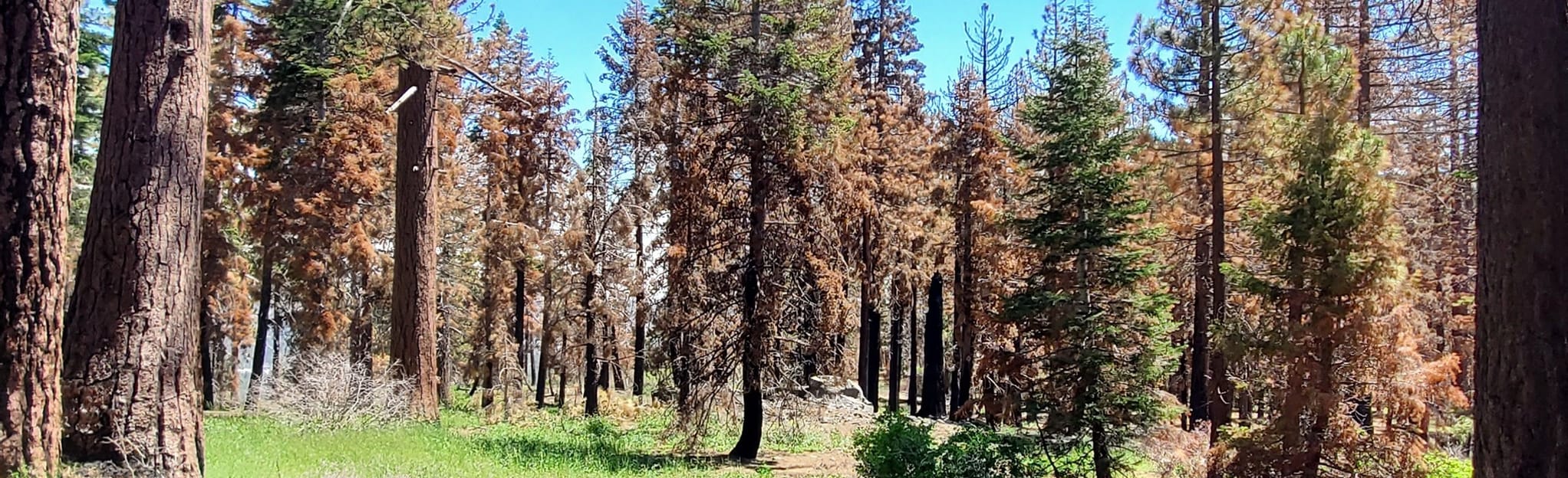 Skyline to Snow Summit, California - 162 Reviews, Map | AllTrails