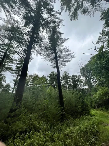 Best Hikes and Trails in Georgetown-Rowley State Forest | AllTrails