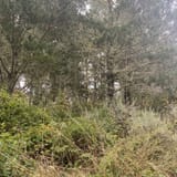 Sweeney Ridge Trail via Mori Ridge, California - 1,800 Reviews, Map ...