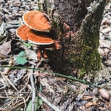 Hickory Ridge Outer Trail, Tennessee - 385 Reviews, Map | AllTrails