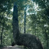 Hickory Ridge Outer Trail, Tennessee - 385 Reviews, Map | AllTrails