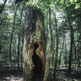 Hickory Ridge Outer Trail, Tennessee - 385 Reviews, Map | AllTrails