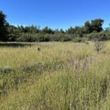 Sweetwater River Loop Trail, California - 439 Reviews, Map | AllTrails