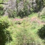 Chaminade Nature Trail, California - 474 Reviews, Map | AllTrails