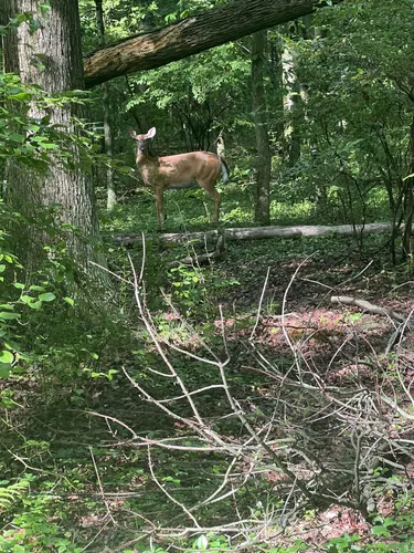 Best Hikes and Trails in Mercer County Park | AllTrails