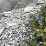 Mount Oberlin Mountaineering Route, Montana - 509 Reviews, Map | AllTrails