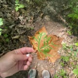 Tracy Ridge Hiking Trail System , Pennsylvania - 349 Reviews, Map ...