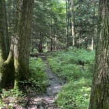 Tracy Ridge Hiking Trail System , Pennsylvania - 349 Reviews, Map ...