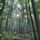 Tracy Ridge Hiking Trail System , Pennsylvania - 349 Reviews, Map ...