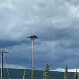 Summit Trail to Wickersham Dome, Alaska - 232 Reviews, Map | AllTrails