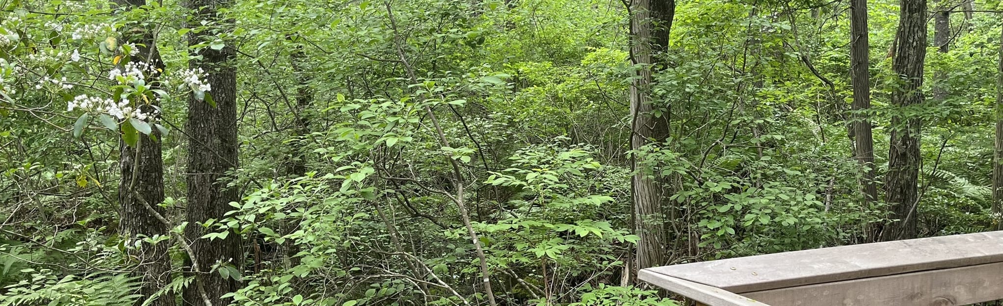 Cedar Swamp All Persons Trail, New Hampshire - 99 Reviews, Map | AllTrails