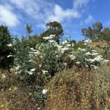 Balboa Park Loop, California - 899 Reviews, Map | AllTrails