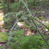 Lost Spring Trail, Tennessee - 68 Reviews, Map | AllTrails