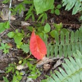 Lost Spring Trail, Tennessee - 68 Reviews, Map | AllTrails