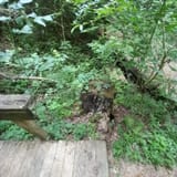 Lost Spring Trail, Tennessee - 68 Reviews, Map | AllTrails