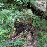 Lost Spring Trail, Tennessee - 68 Reviews, Map | AllTrails