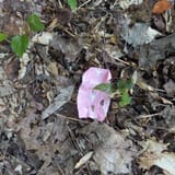 Lost Spring Trail, Tennessee - 68 Reviews, Map | AllTrails