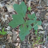 Lost Spring Trail, Tennessee - 68 Reviews, Map | AllTrails