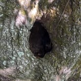 Lost Spring Trail, Tennessee - 68 Reviews, Map | AllTrails