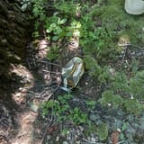 Lost Spring Trail, Tennessee - 68 Reviews, Map | AllTrails