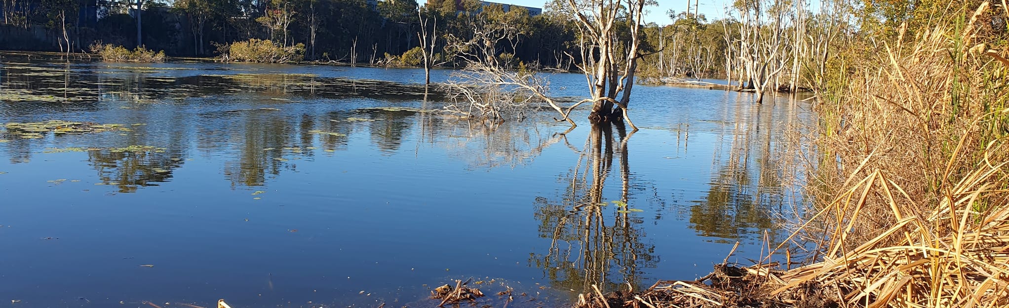 Sandy Camp Road Wetlands Loop : 28 Photos - Queensland, Australie ...