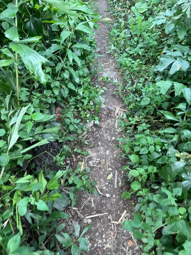 Best Hikes And Trails In Padang Serai Alltrails