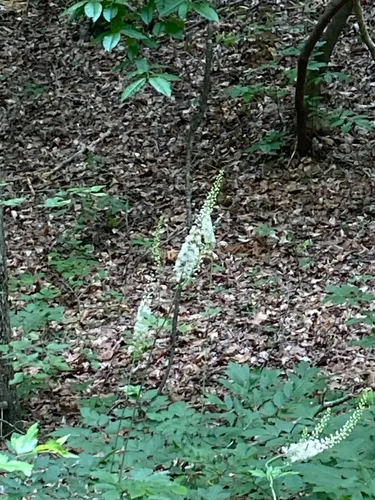 Best Hikes and Trails in Shallow Ford Natural Area | AllTrails