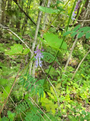 Best Hikes and Trails in Marlborough Forest | AllTrails