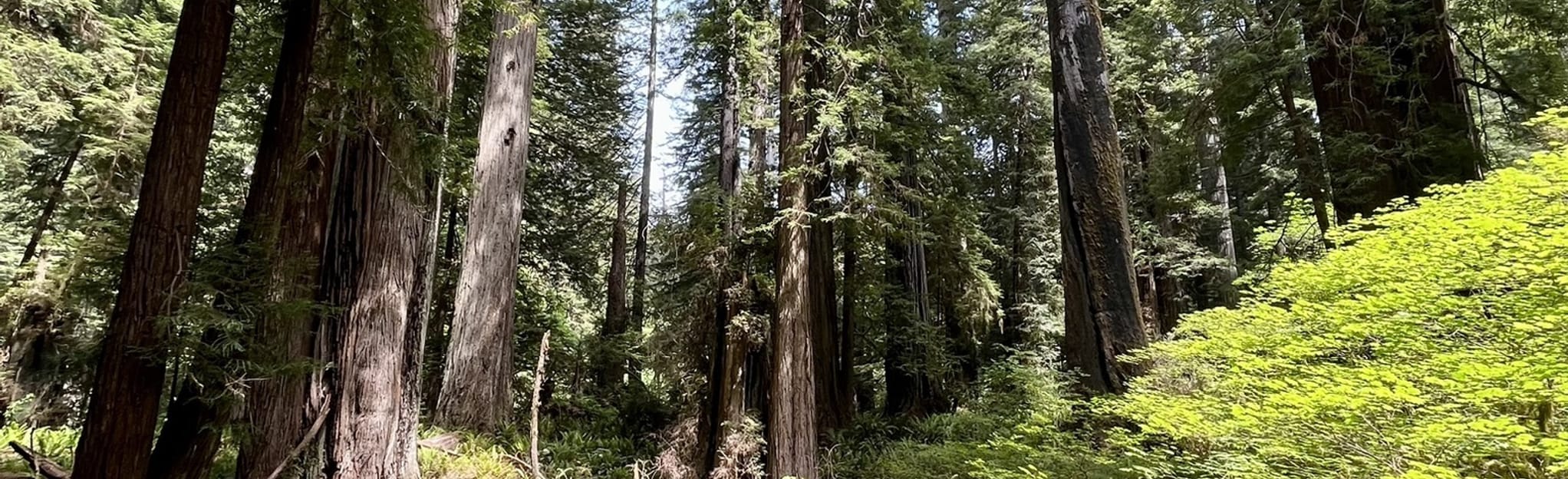 West Ridge Trail to Karl Knapp Trail Loop: 1.442 fotos - California ...