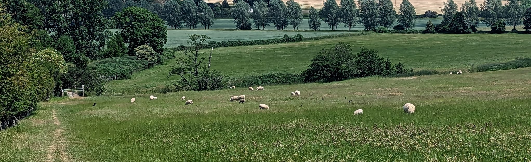 Chappel and Chalkney Wood, Essex, England - 169 Reviews, Map | AllTrails