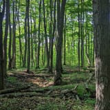 Loree Forest Loop, Ontario, Canada - 1,101 Reviews, Map | AllTrails