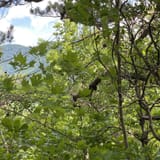 Sutton Ridge Overlook Trail, Tennessee - 495 Reviews, Map | AllTrails