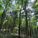 Sutton Ridge Overlook Trail, Tennessee - 495 Reviews, Map | AllTrails