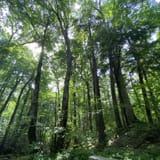 Sutton Ridge Overlook Trail, Tennessee - 495 Reviews, Map | AllTrails