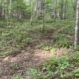 Sutton Ridge Overlook Trail, Tennessee - 495 Reviews, Map | AllTrails