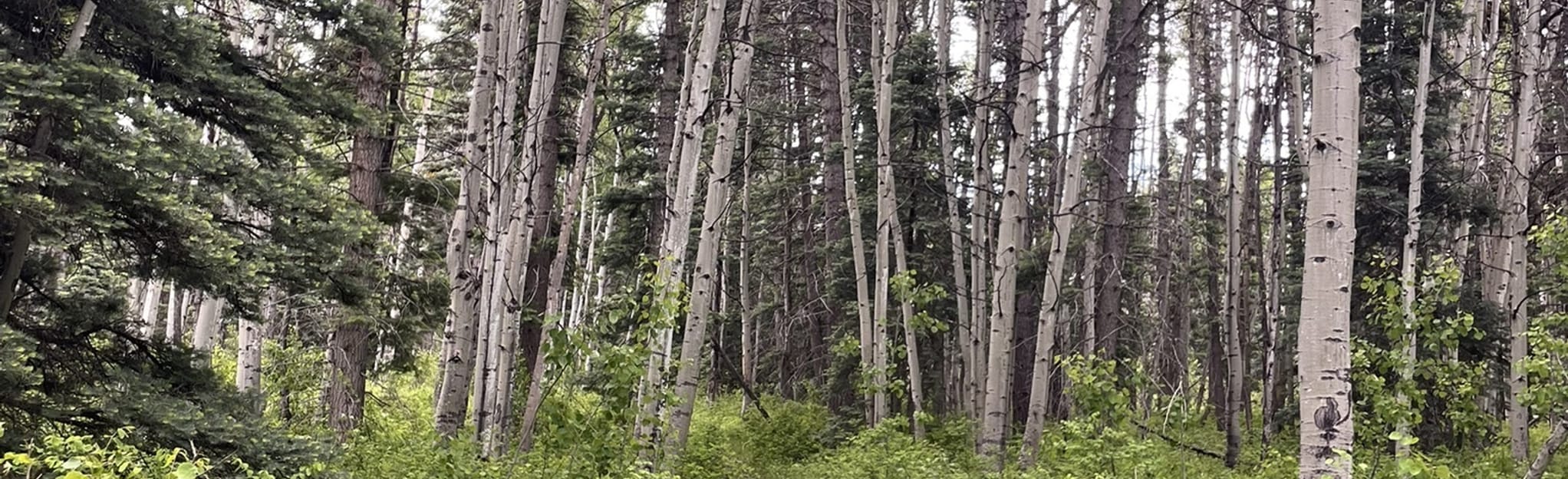 Leche Creek: 42 Reviews, Map - Colorado | AllTrails