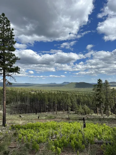 10 Best Wild Flowers Trails in Flagstaff | AllTrails