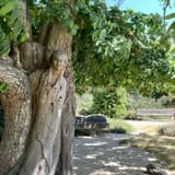 Ragle Ranch Extended Loop, California - 678 Reviews, Map | AllTrails