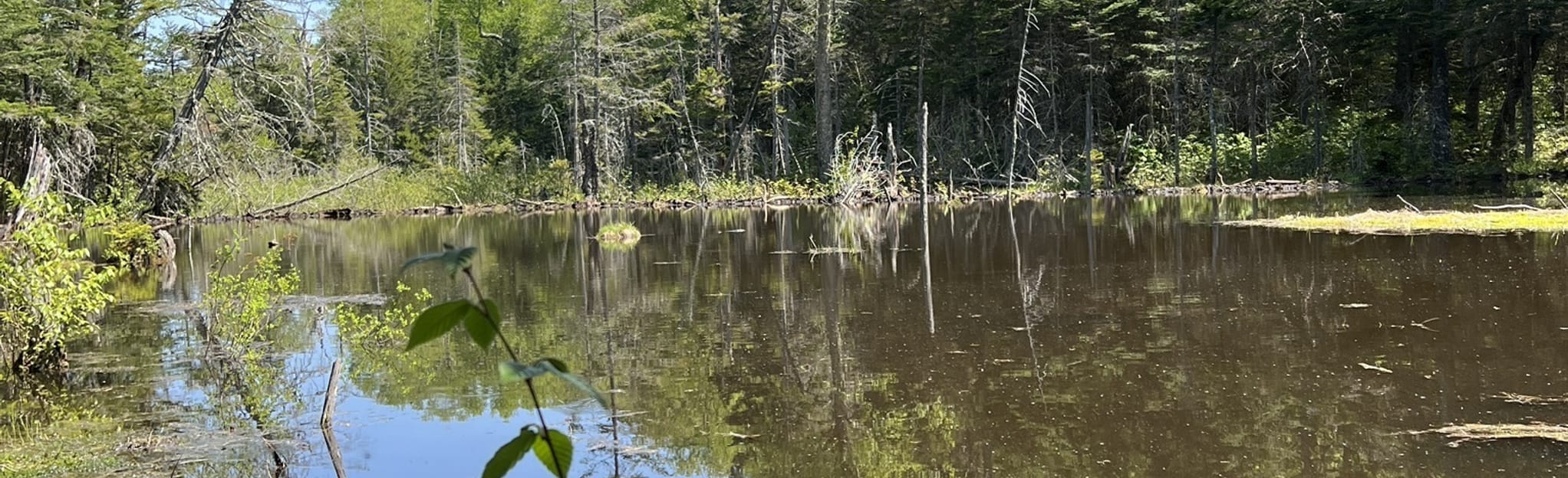 Hubbard Brook Trail, New Hampshire - 15 Reviews, Map | AllTrails