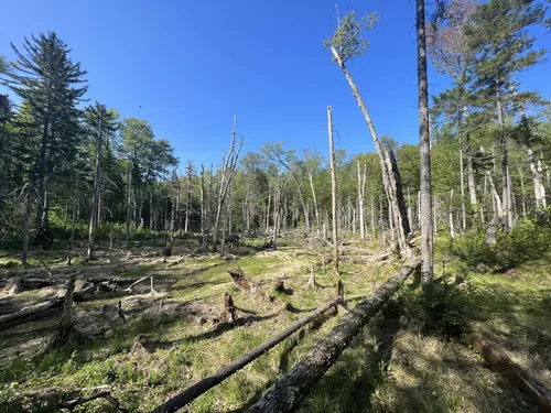 Best River Trails in Warren | AllTrails