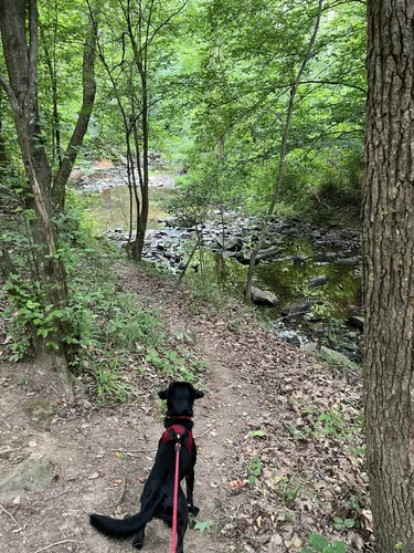 Best Hikes and Trails in Shallow Ford Natural Area | AllTrails