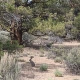 Fat Rabbit Loop Trail, Oregon - 450 Reviews, Map | AllTrails