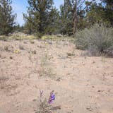 Fat Rabbit Loop Trail, Oregon - 450 Reviews, Map | AllTrails